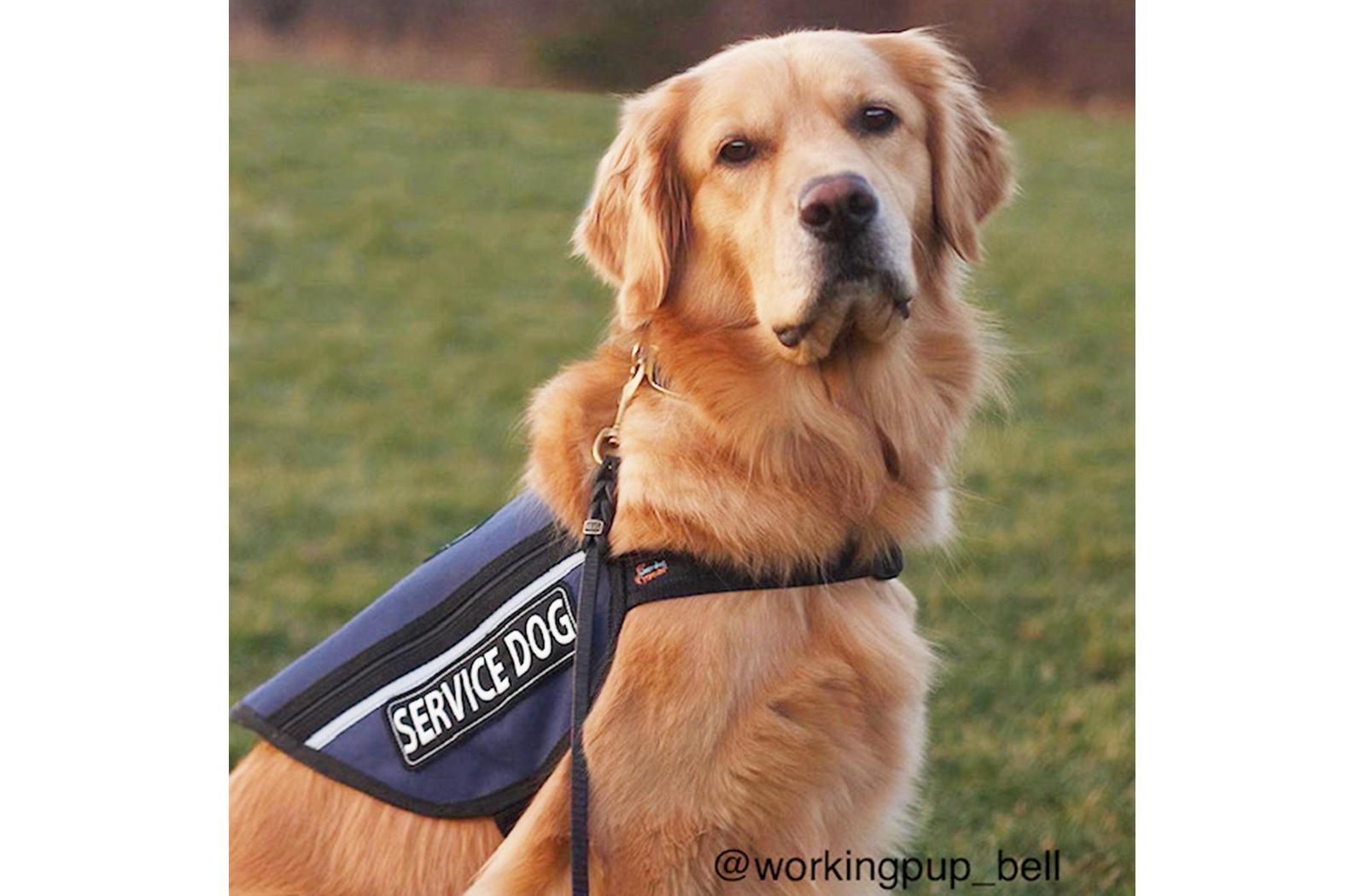 Custom Dog Gear: Vests, Leashes, Custom Embroidery and More – River Dog ...